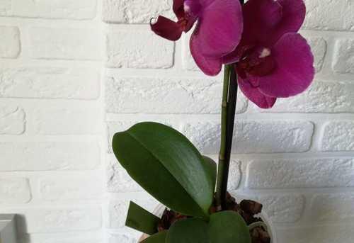 Орхидея фаленопсис сорт Монтрё