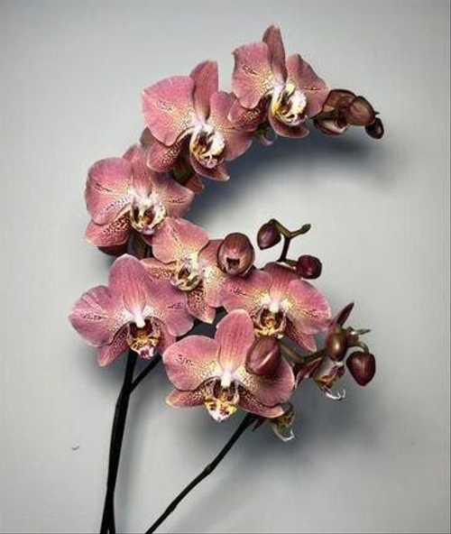 Орхидея фаленопсис леко
