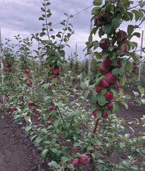 Саженцы яблони для интенсивного сада