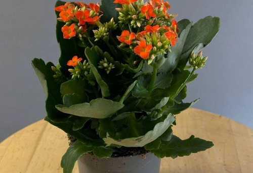 Каланхоэ цветущее комнатное растение