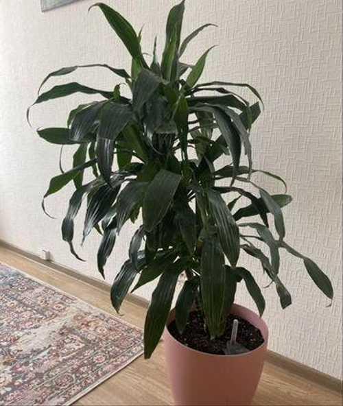 Комнатное растение драцена с горшком lechuza