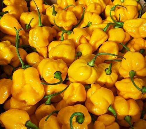 Trinidad scorpion yellow