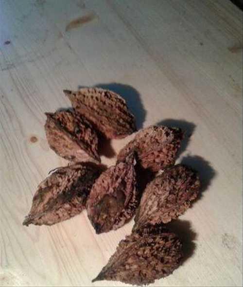Семена / Орехи маньчжурские для посадки и вкушения