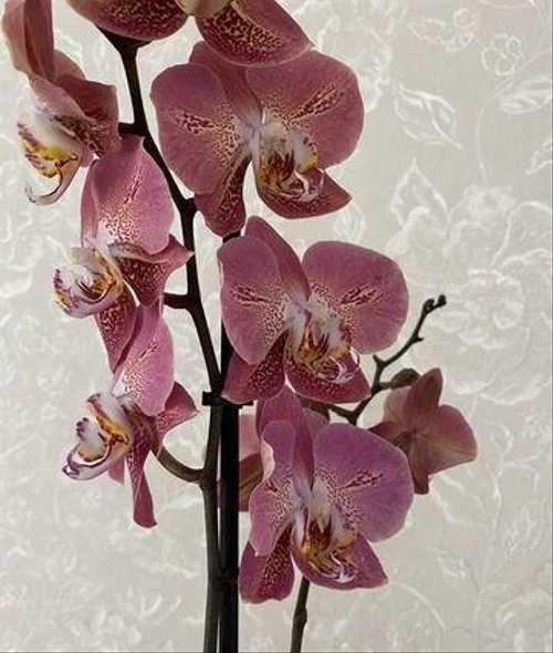 Орхидея фаленопсис Леко