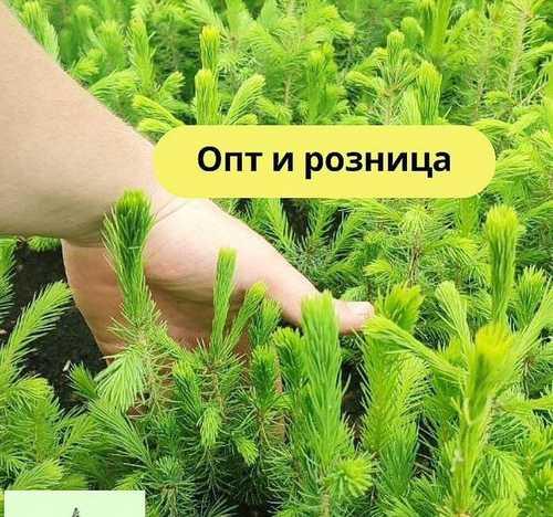 Сосна Обыкновенная/Pinus sylvestris