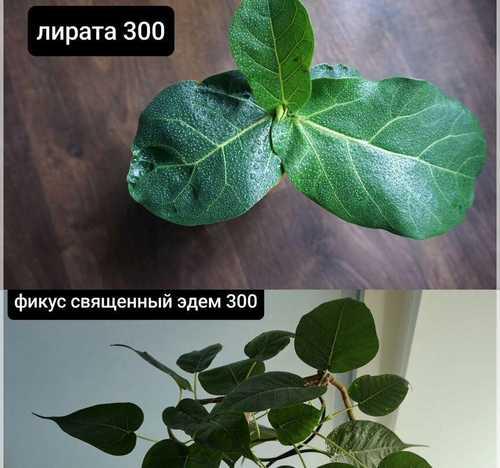 Фикусы лирата и эдем
