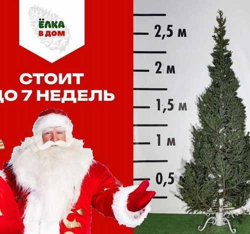 Ёлка живая с бесплатной доставкой