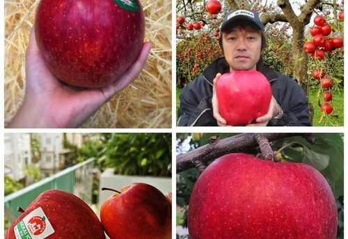 Саженцы яблони Секай ши- номер один в мире яблоня