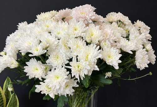 Хризантема кустовая доставка цветов Москва