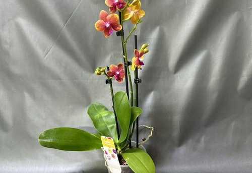 Орхидея фаленопсис bohemian pavarotti