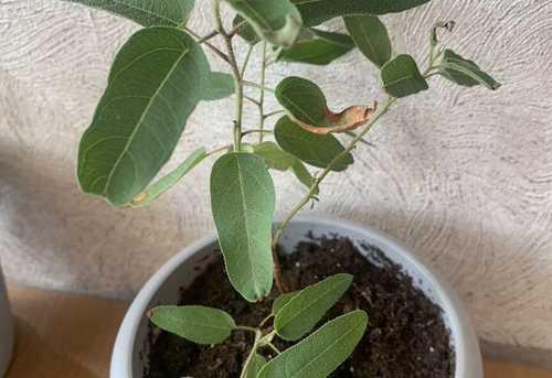 Эвкалипт лимонный комнатное растение