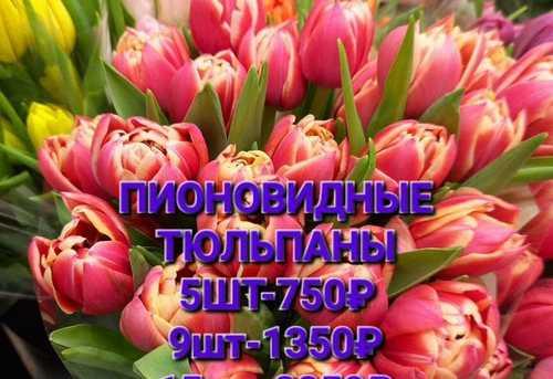 Продажа цветы тюльпаны