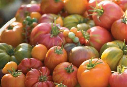 Рассада редких коллекционных сортов томата