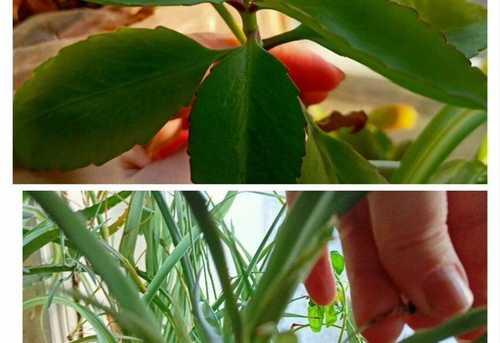 Комнатные растения:коланхоэ,хлорофитум,кактус