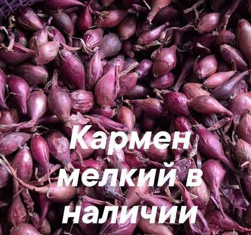 Лук севок кармен