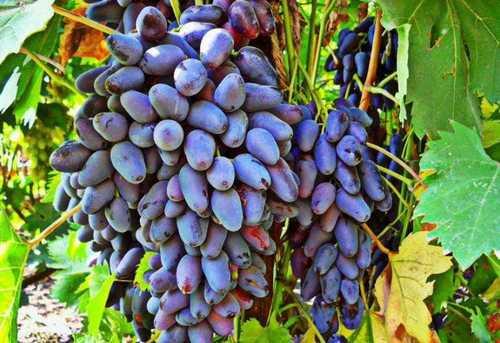 Саженцы винограда памяти негруля30 кустов