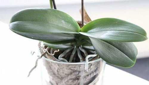 Отцвевшая орхидея фаленопсис