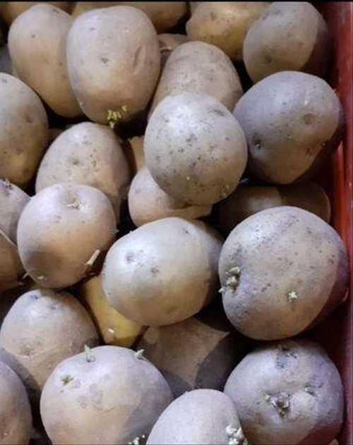 Семенной картофель