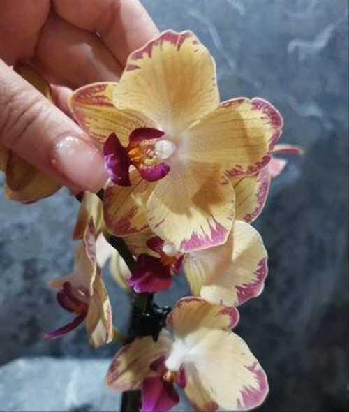 Орхидея фаленопсис попугай мария тереза