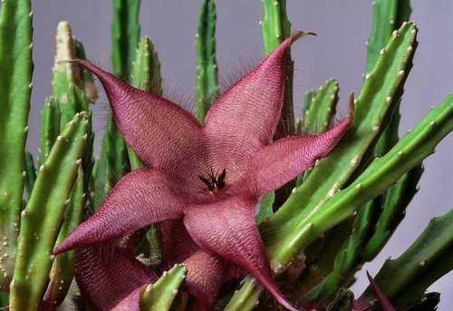 Экзотический цветок - Стапелия грандифлора