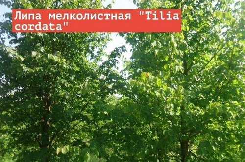 Липа мелколистная Tilia cordata /Ком 200-300