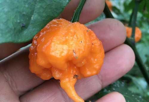 Carolina Reaper peach семена