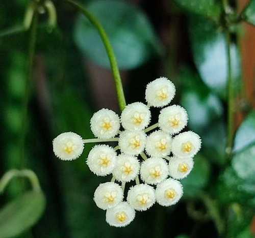 Хойя lacunosa Langkawi