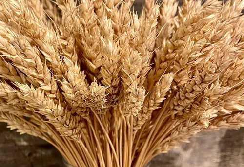 Продаётся сухоцвет пшеница для декора