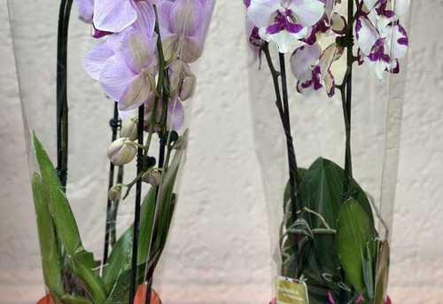 Коллекционные орхидеи