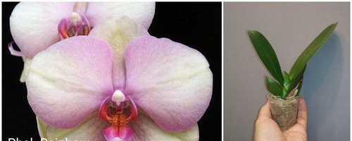 Орхидея азиатские подростки не цветут