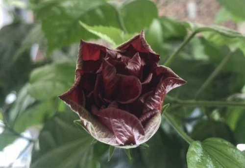Гибискус китайская роза/комнатные цветы