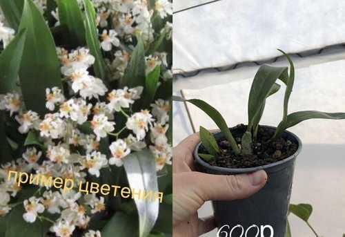 Комнатные цветы/ Орхидея/ Суккулент/ Аглаонема