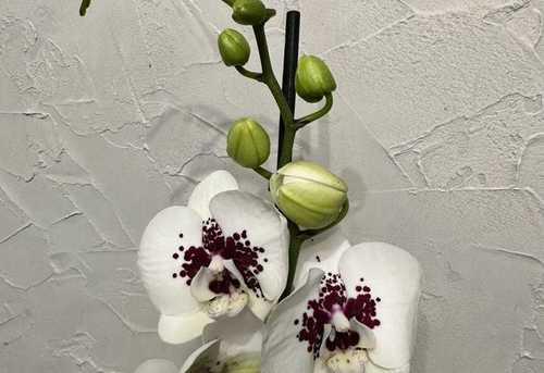 Орхидея фаленопсис Cherion Черион