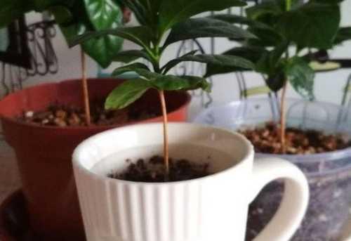 Кофейное дерево подарок росток