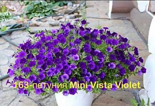 Mini Vista Violet петуния вегетативная