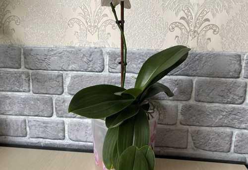 Орхидея фаленопсис/ Детка