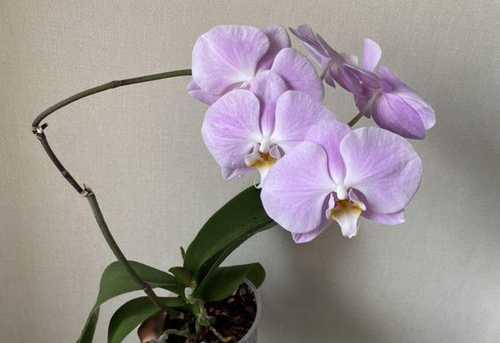 Орхидея фаленопсис бронь Ольга