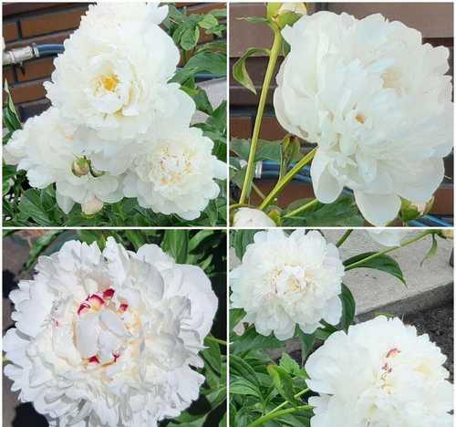 Пион Вог (Paeonia Vogue)