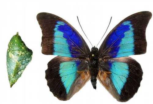 Живая бабочка Препона