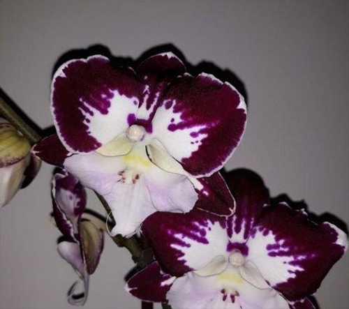Орхидея Phal. Tinkerbell