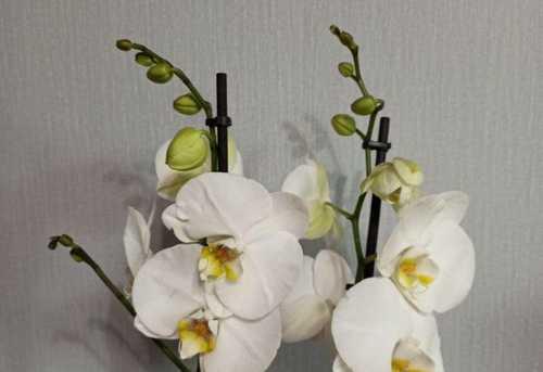 Орхидея фаленопсис Ноттингем, 2 ствола