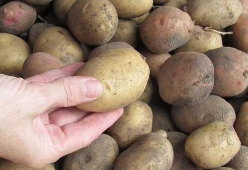 Картофель на семена