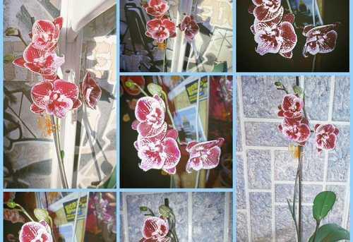Орхидеи домашние сейчас цветут: биглип, пелор мини