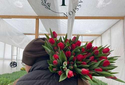 Тюльпаны оптом от производителя к 8 марта
