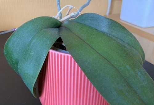 Орхидея фаленопсис manhattan