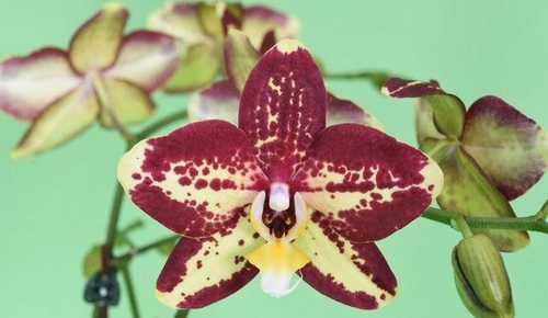 Орхидея Phal. YH0866