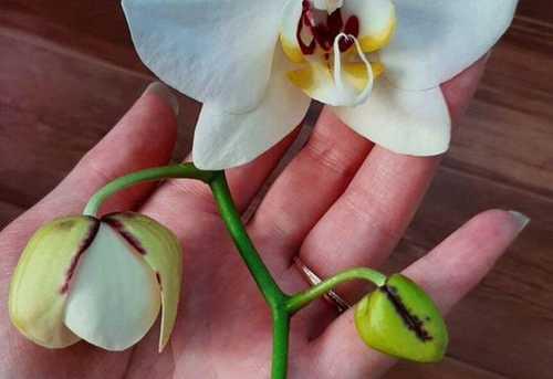 Орхидея. Цветёт