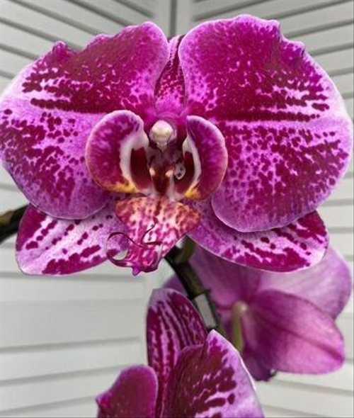 Орхидея фаленопсис Фортюн Теллер