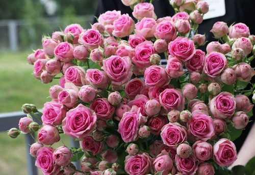 Роза Куст розовая Супер Сенсейшен 60 см