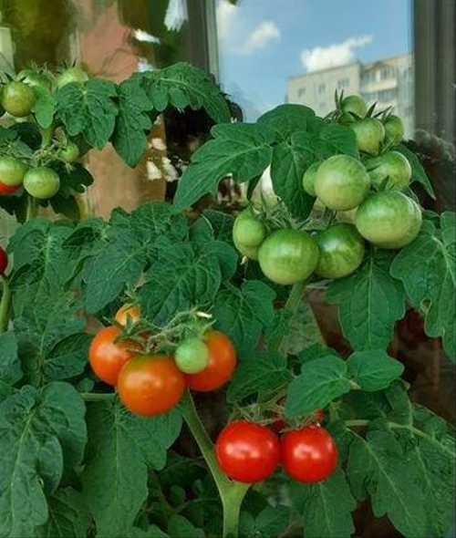 Комнатные карликовые томаты